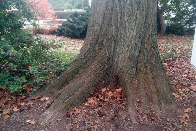 buttress of tree - Miko Lawn and Landscape / MOMA Tree & Lawn Care